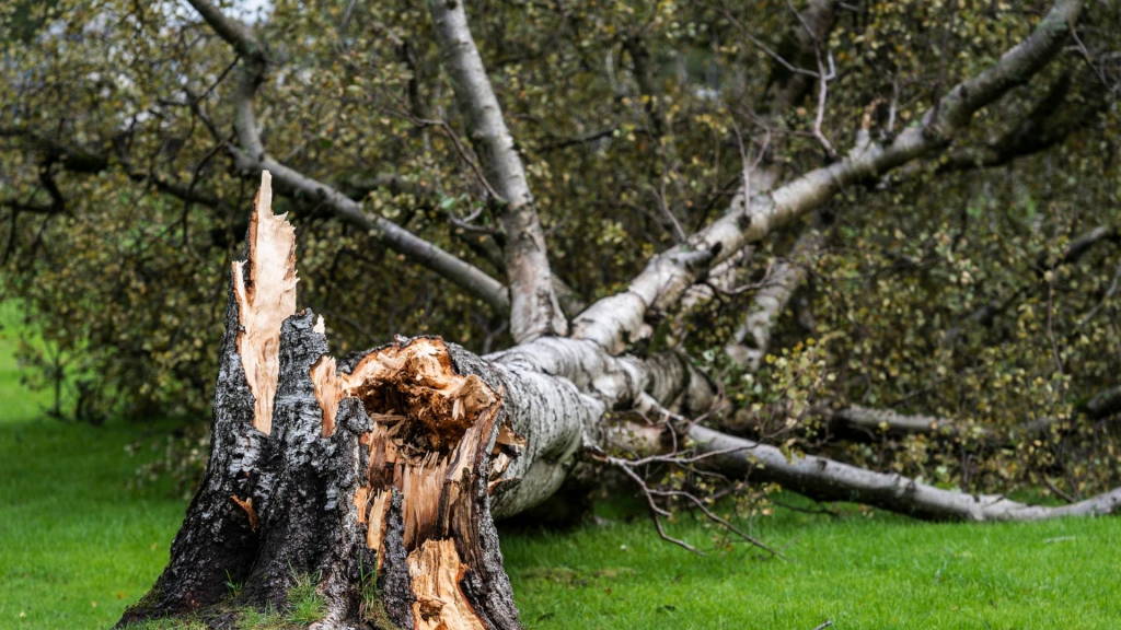 Restoring Safety and Beauty: The Benefits of Damaged Tree Removal ...